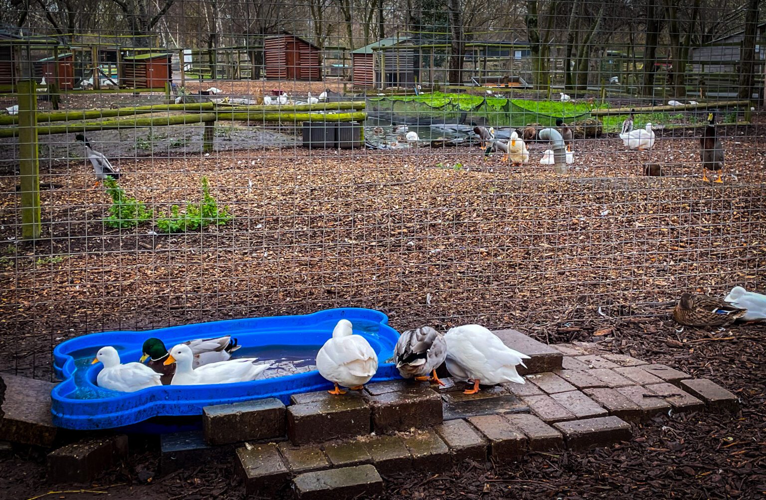 Mudchute Farm and Park: All you need to know before you go ...