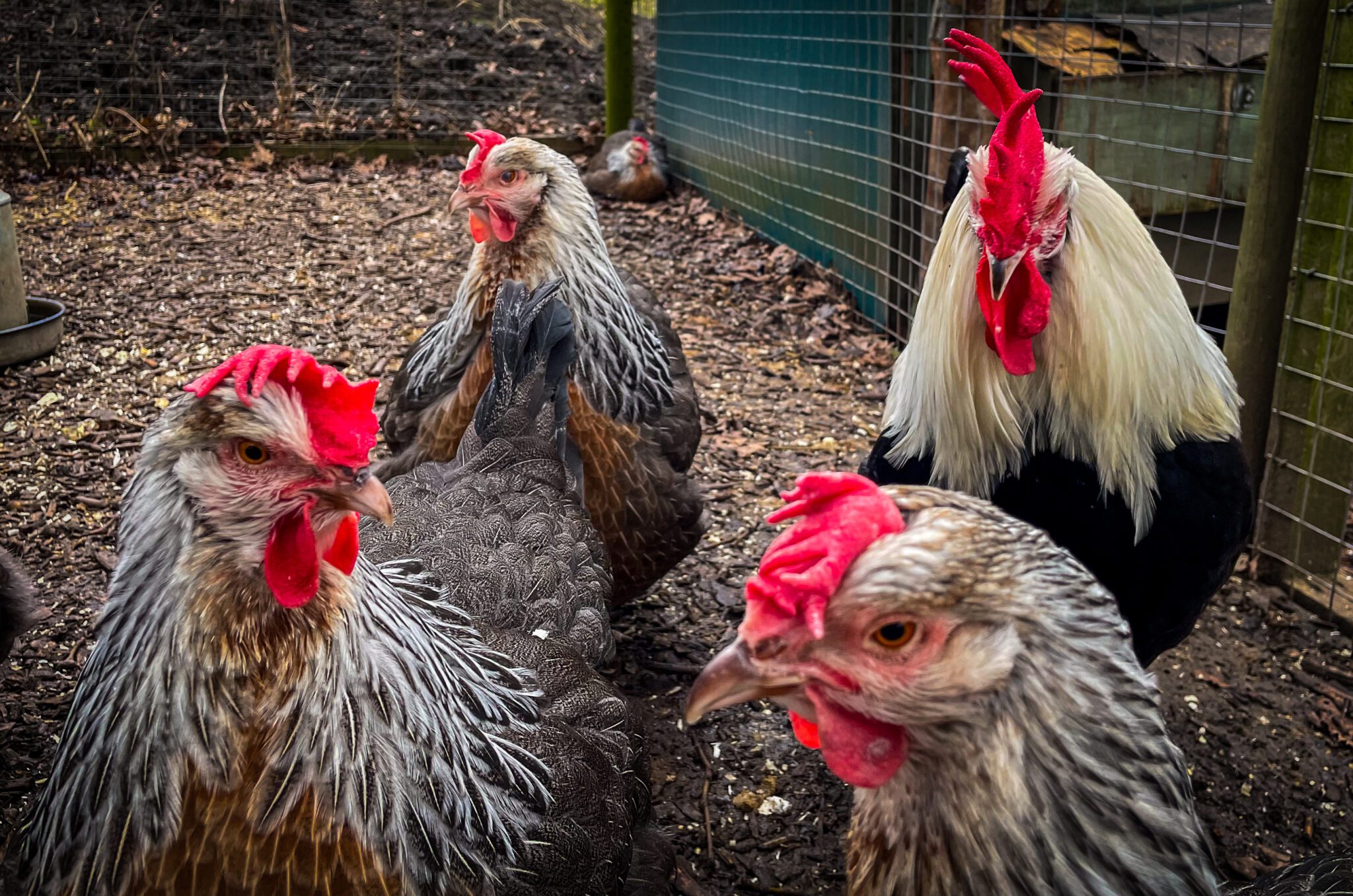 Mudchute Farm and Park: All you need to know before you go ...