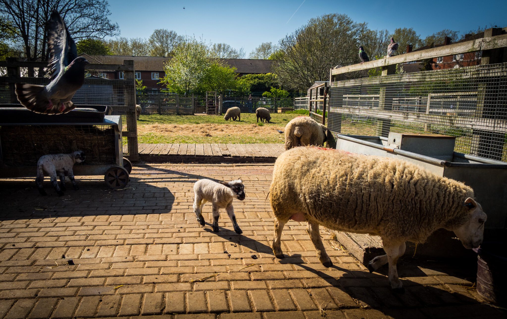 Surrey Docks Farm in London: A Complete Guide - StepbyStepLondon.com