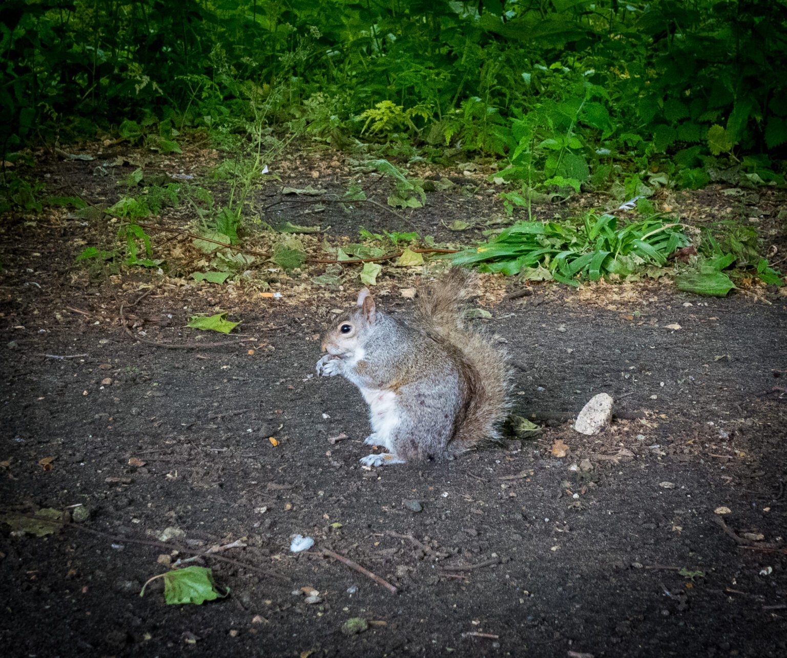 St. James's Park London: Everything you need to know - StepbyStepLondon.com